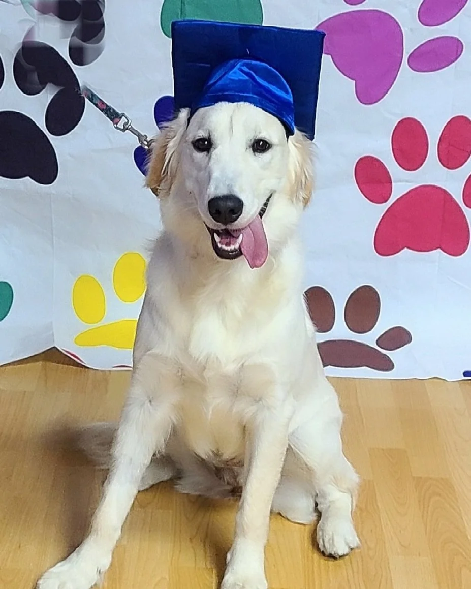 Sweet Paws Grooming & Boarding