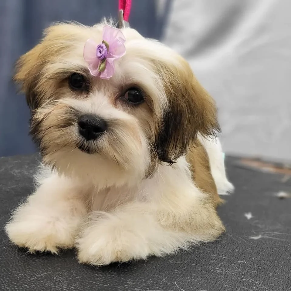 Sweet Paws Grooming & Boarding