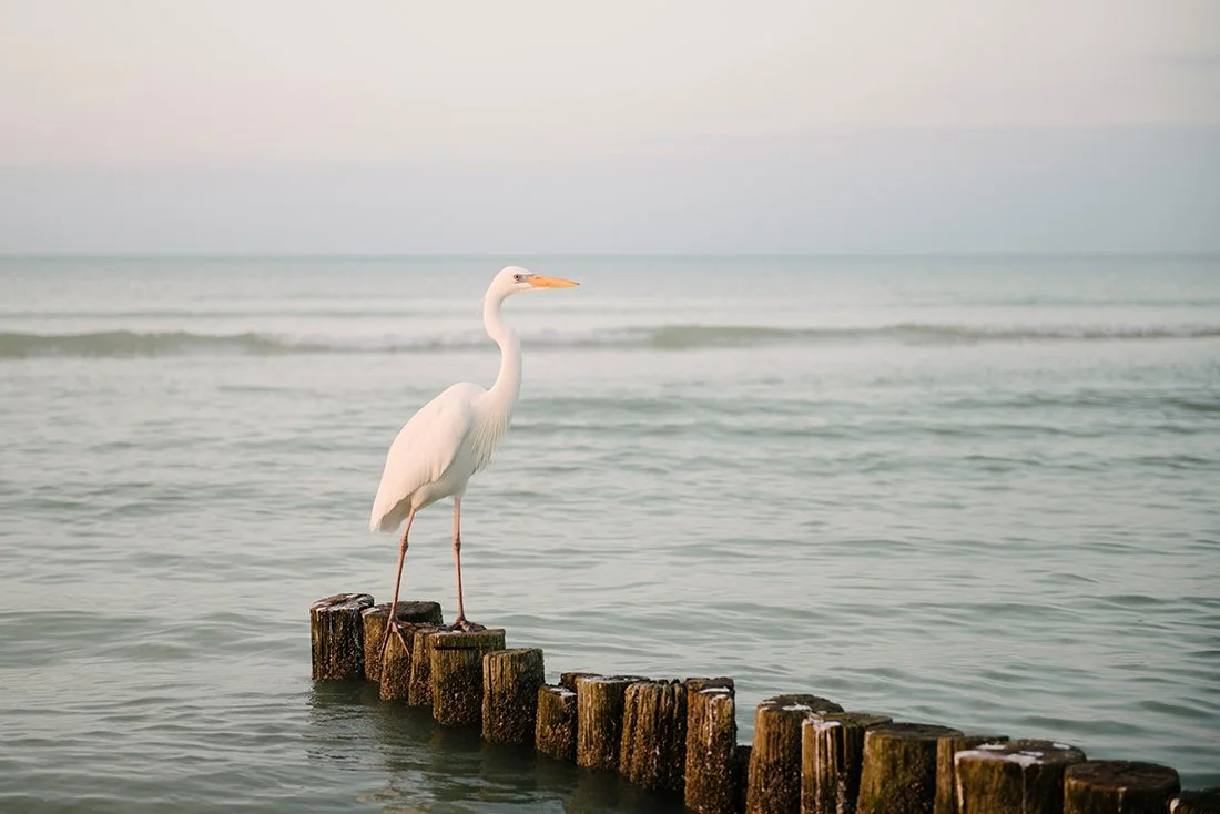 home goods — crystal lynn collins