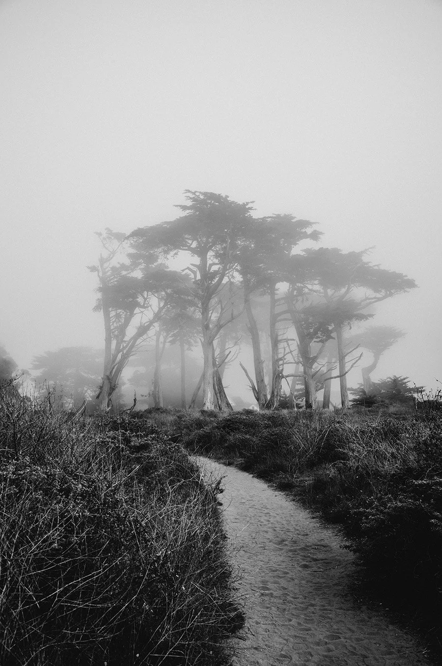 misty cypress — crystal lynn collins