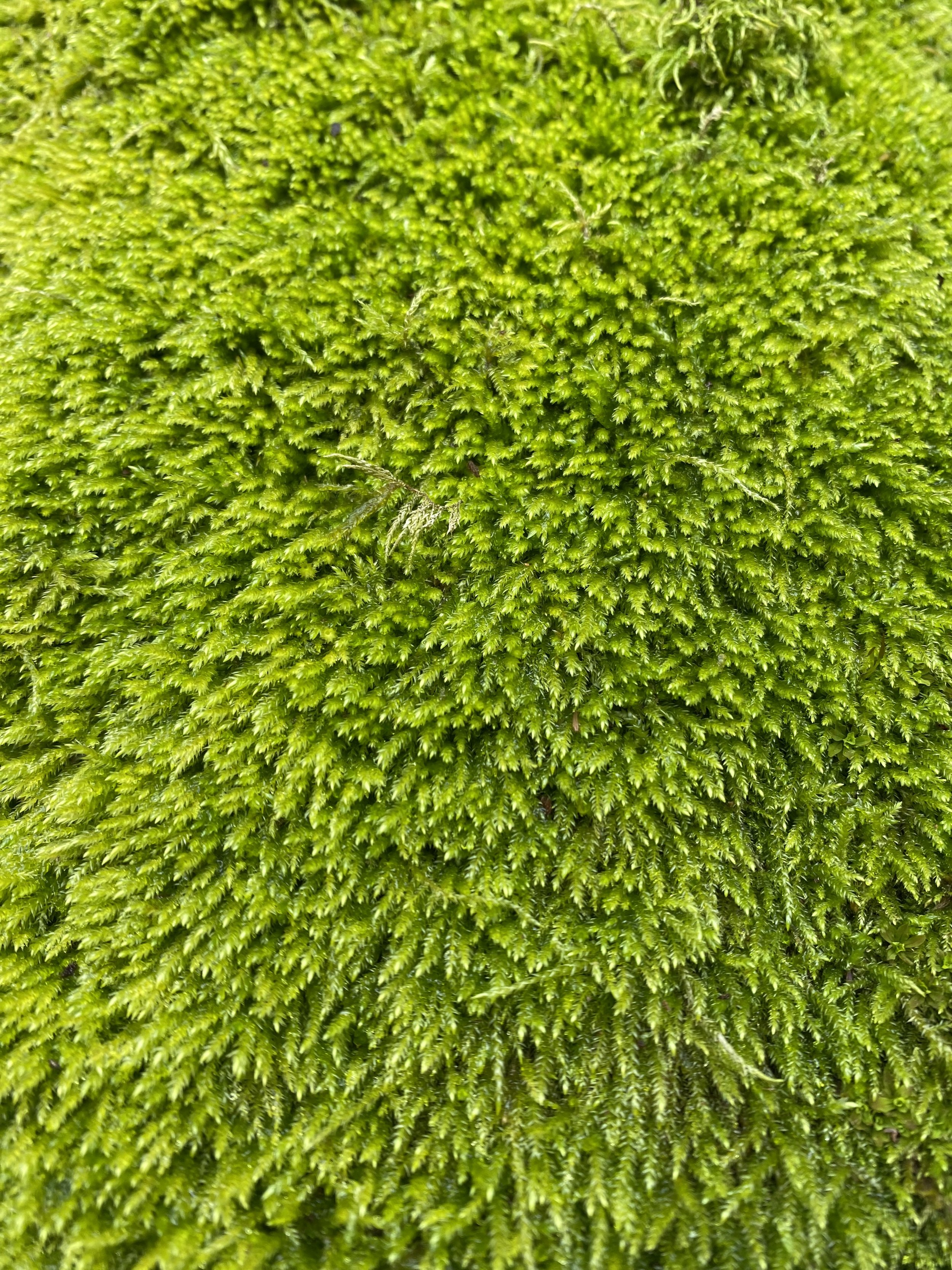 on aging — Atom Iris