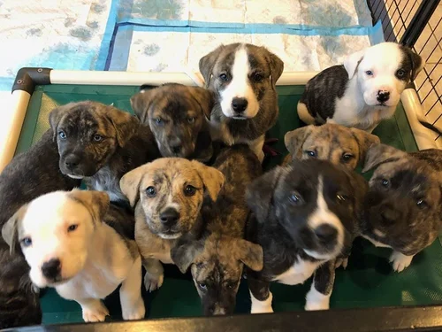 Adoptable Animals — Mama Zoey & Puppies Rescue