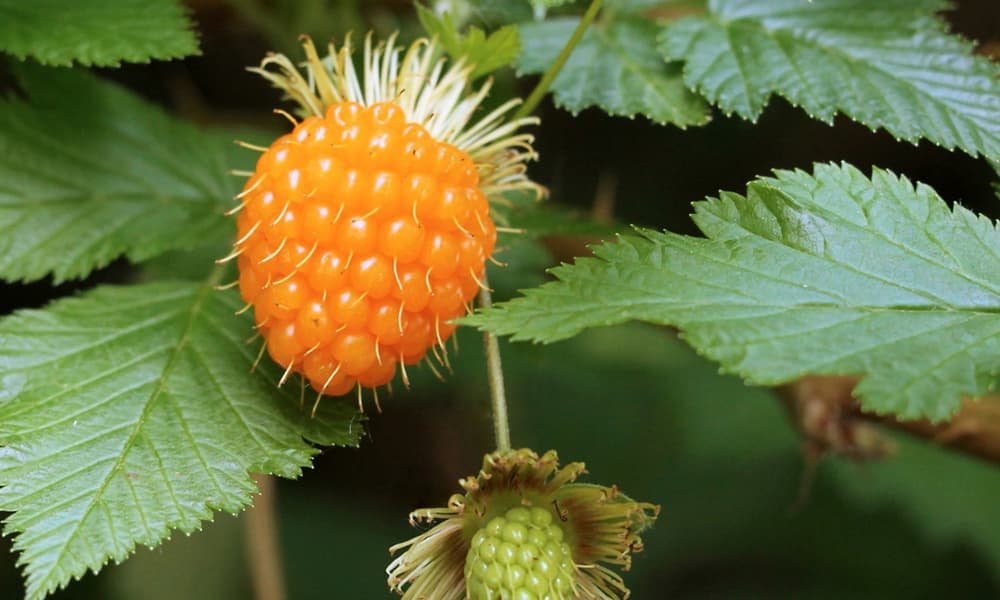Exploring the Rich Tradition of Berries in Coast Salish Culture — Kw ...