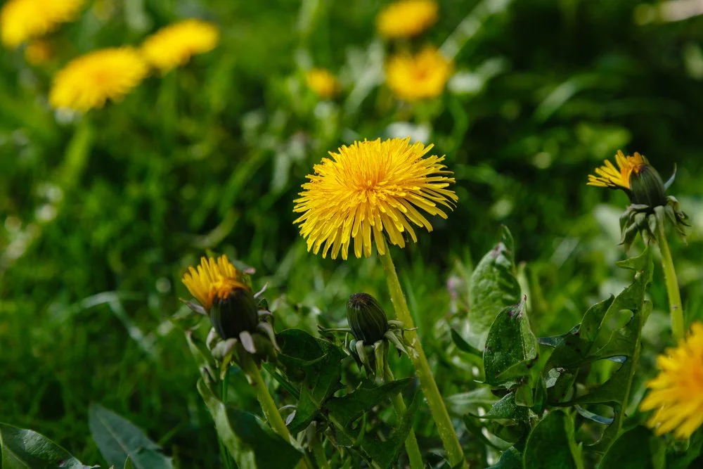 Traditional Foods: The Delightful Dandelion — Kw'umut Lelum