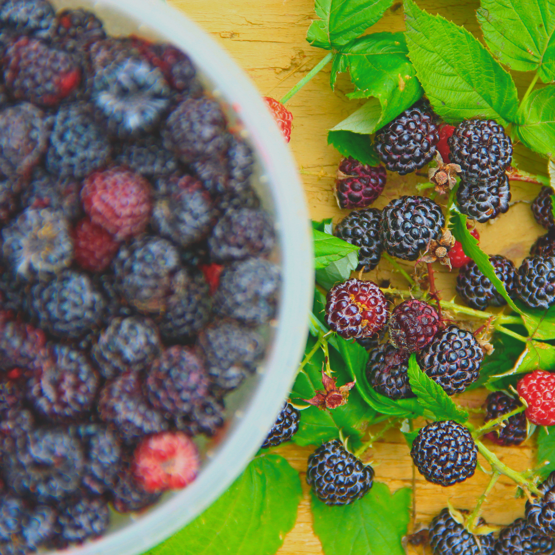 Exploring the Rich Tradition of Berries in Coast Salish Culture — Kw ...