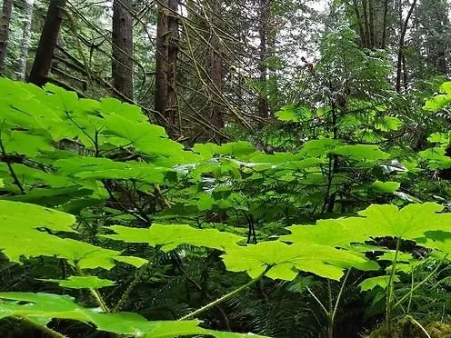 Healing with Qwa’pulhp (Devil's Club) — Kw'umut Lelum