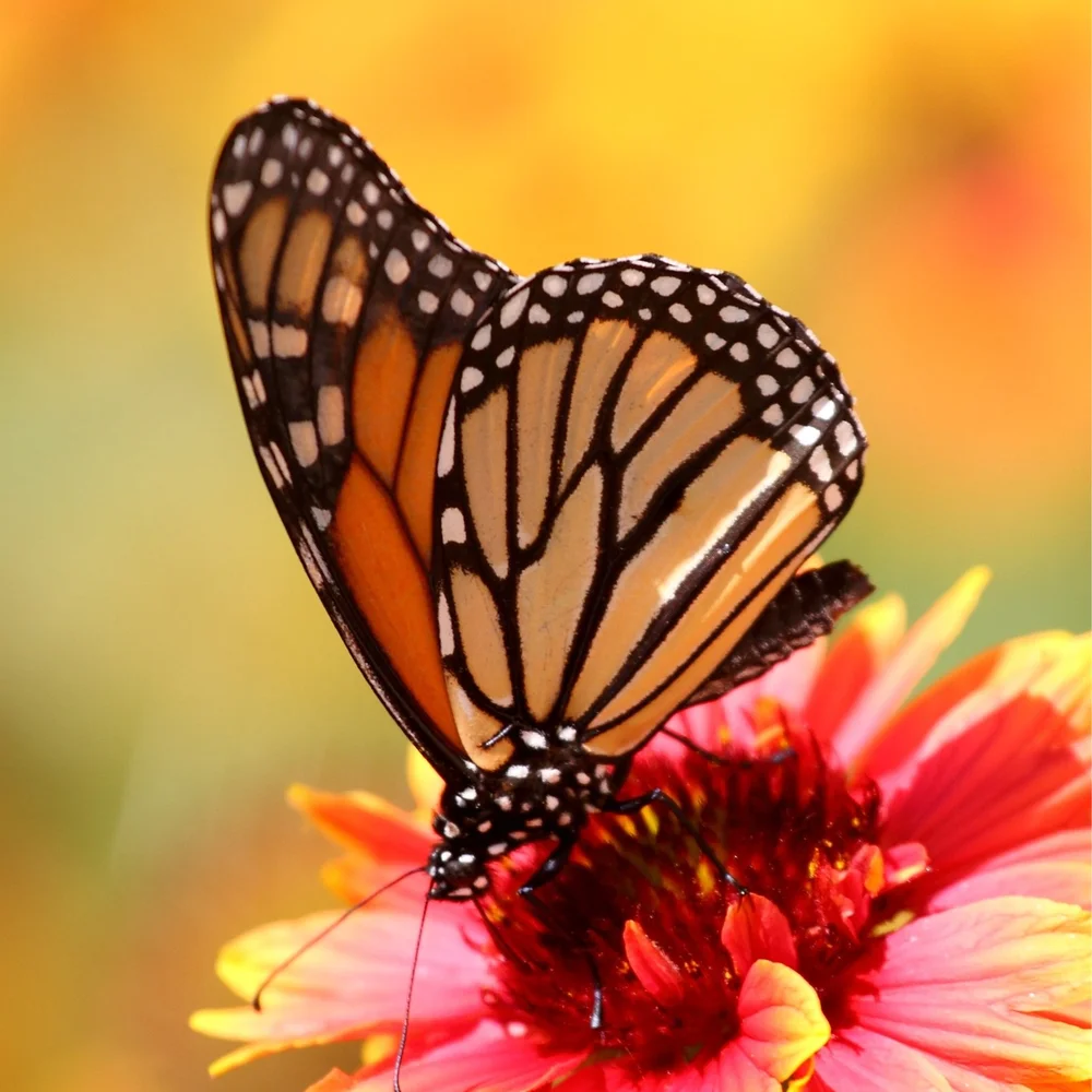 Create a Pollinator Watering Station — Kw'umut Lelum