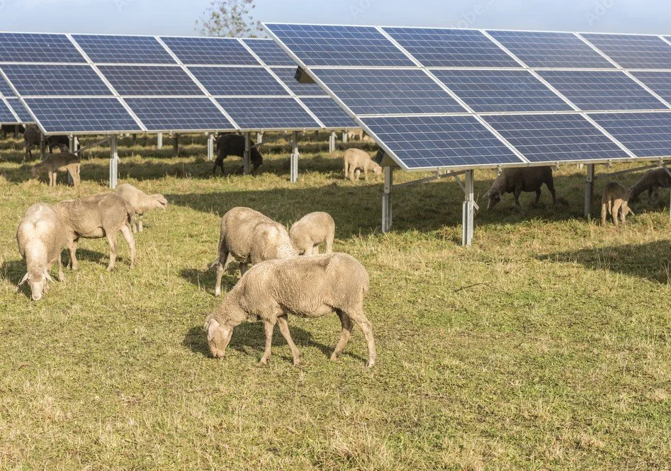 Dawn Renewables