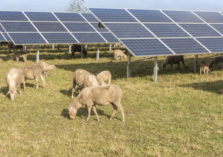 Dawn Renewables