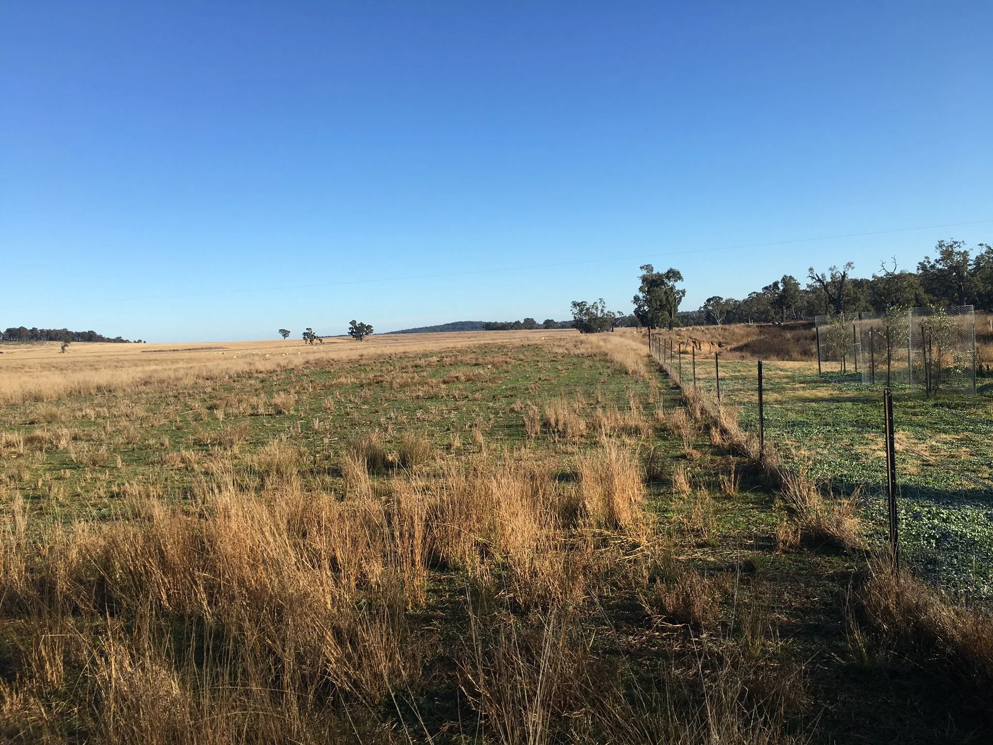 Cobbora Solar Farm — Dawn Renewables