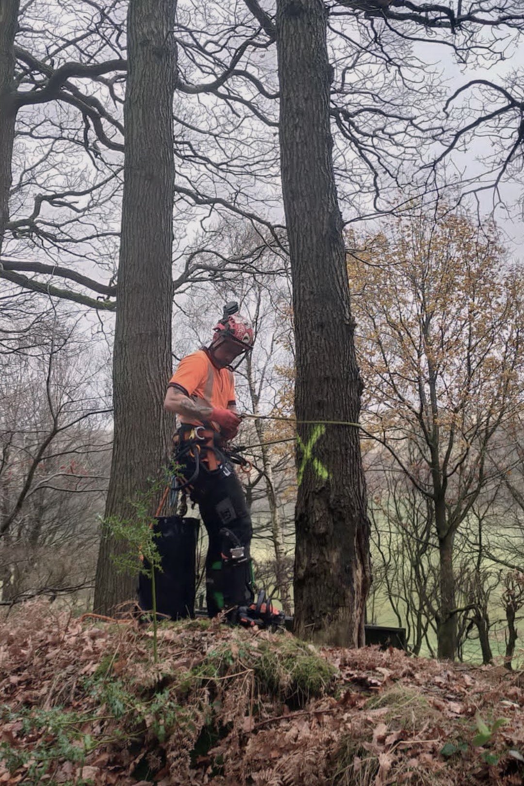 Tree Surgeon or Arborist in the High Peak — Peak Tree Services - High ...