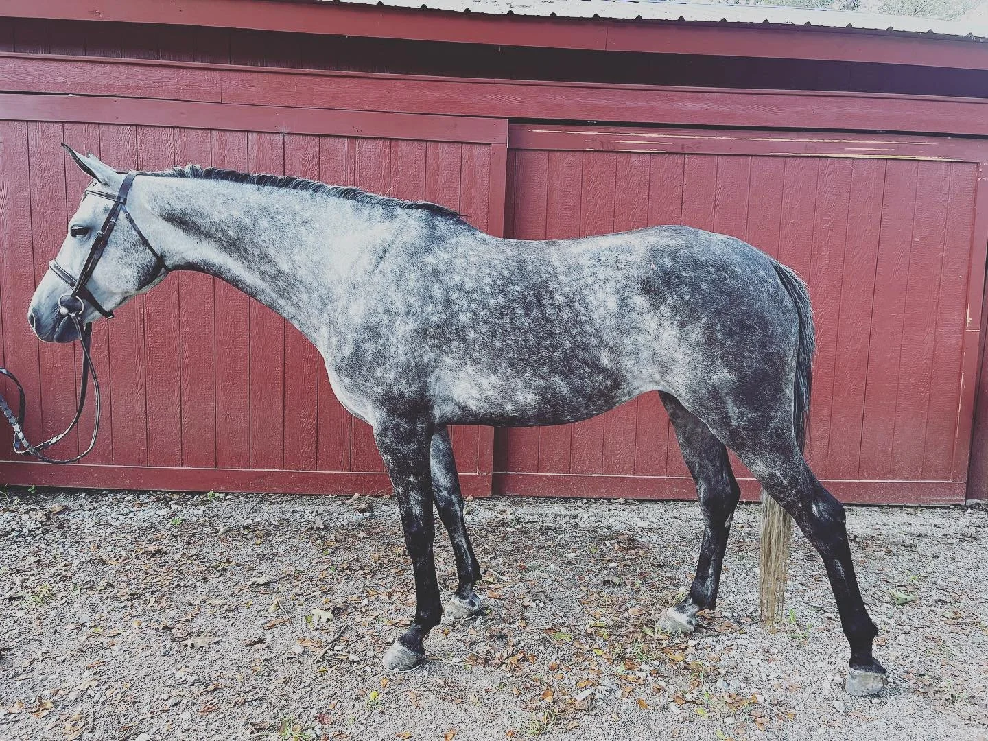 Hunters, Jumpers & Equitation Horses for Sale & Lease — Pennyless Farms