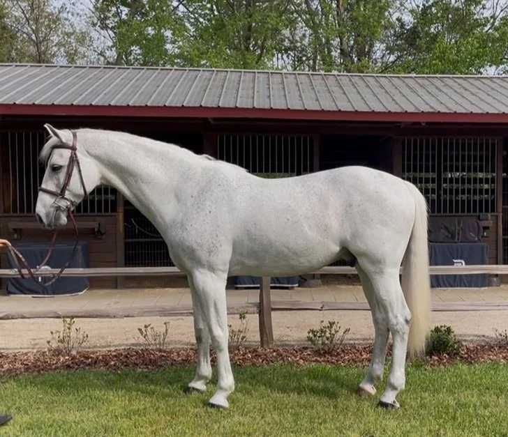Hunters, Jumpers & Equitation Horses for Sale & Lease — Pennyless Farms