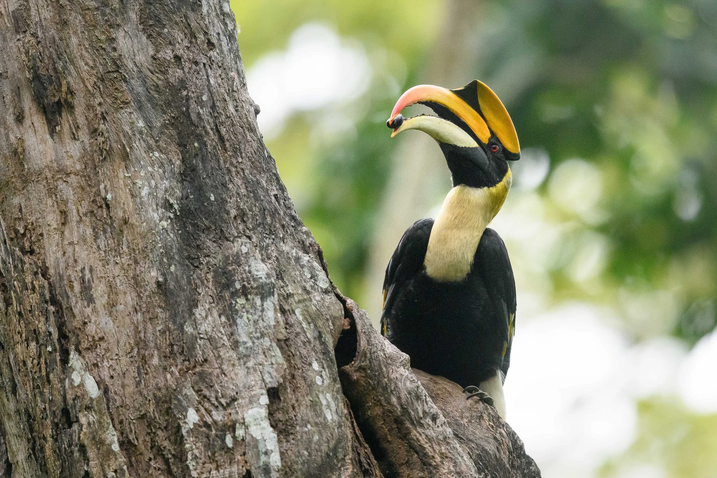 What Indian Wildlife Can You See On A Photo Safari?
