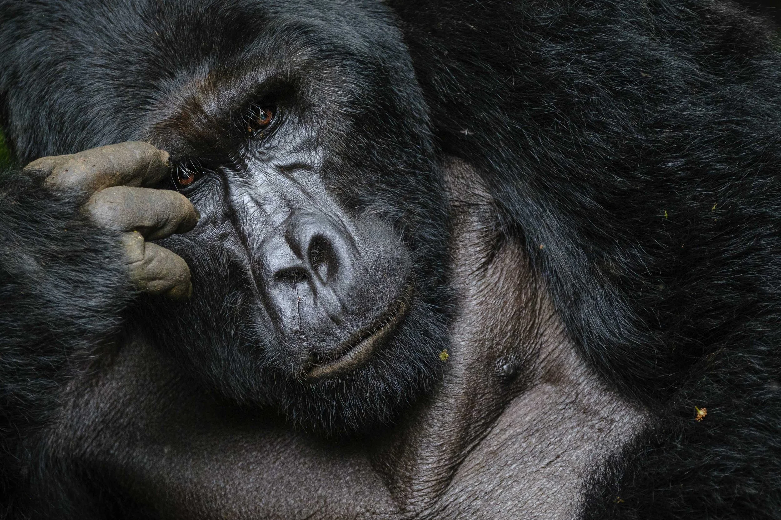 David Lloyd | Wildlife Photography Prints & Photo Safaris