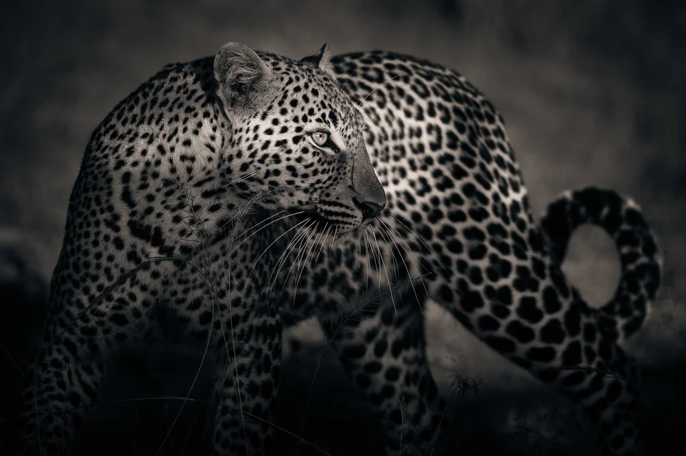 David Lloyd Wildlife Photography