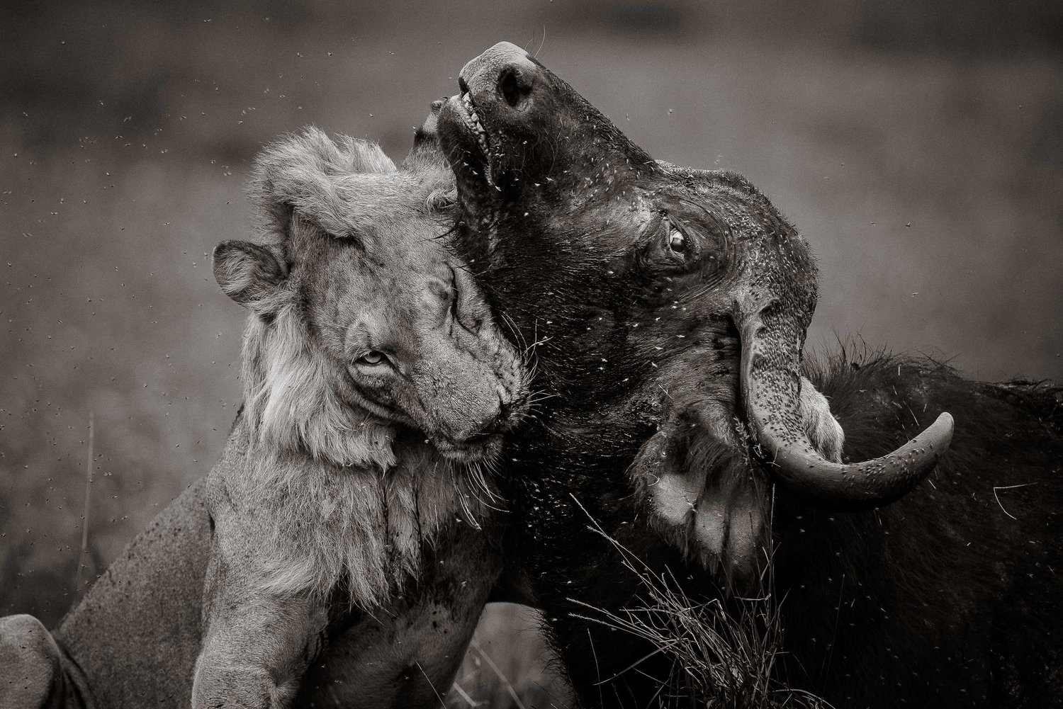 David Lloyd Wildlife Photography