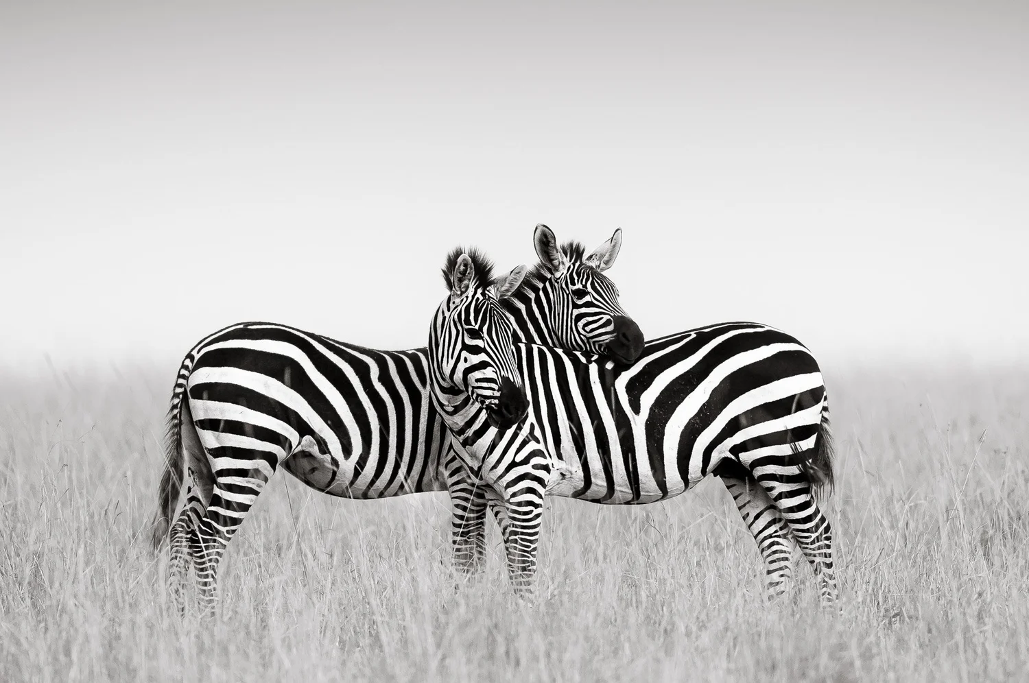 Black and White Zebra Print — David Lloyd Wildlife Photography