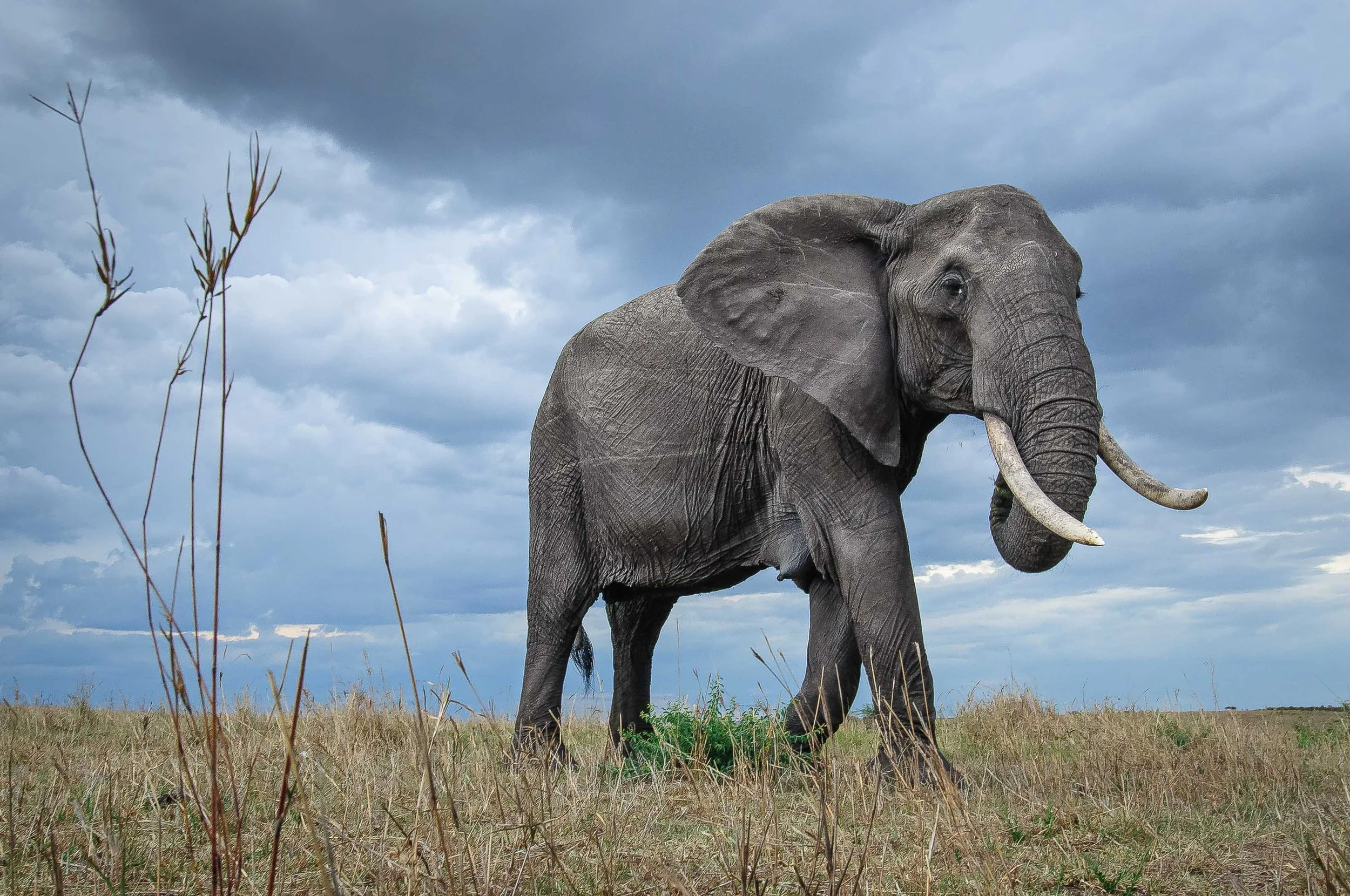 Photos of Elephants: A Tribute to Nature’s Gentle Giants