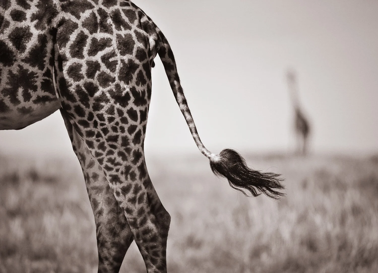 Wildlife Photo of the Year book — David Lloyd Wildlife Photography