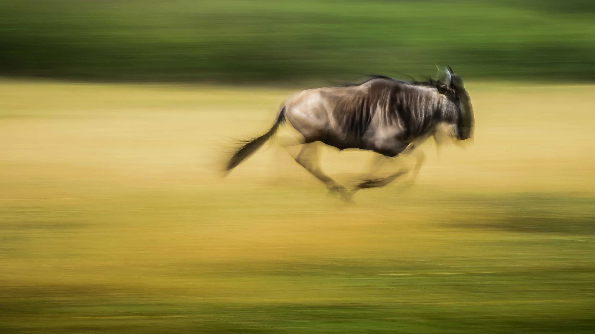 David Lloyd Wildlife Photography