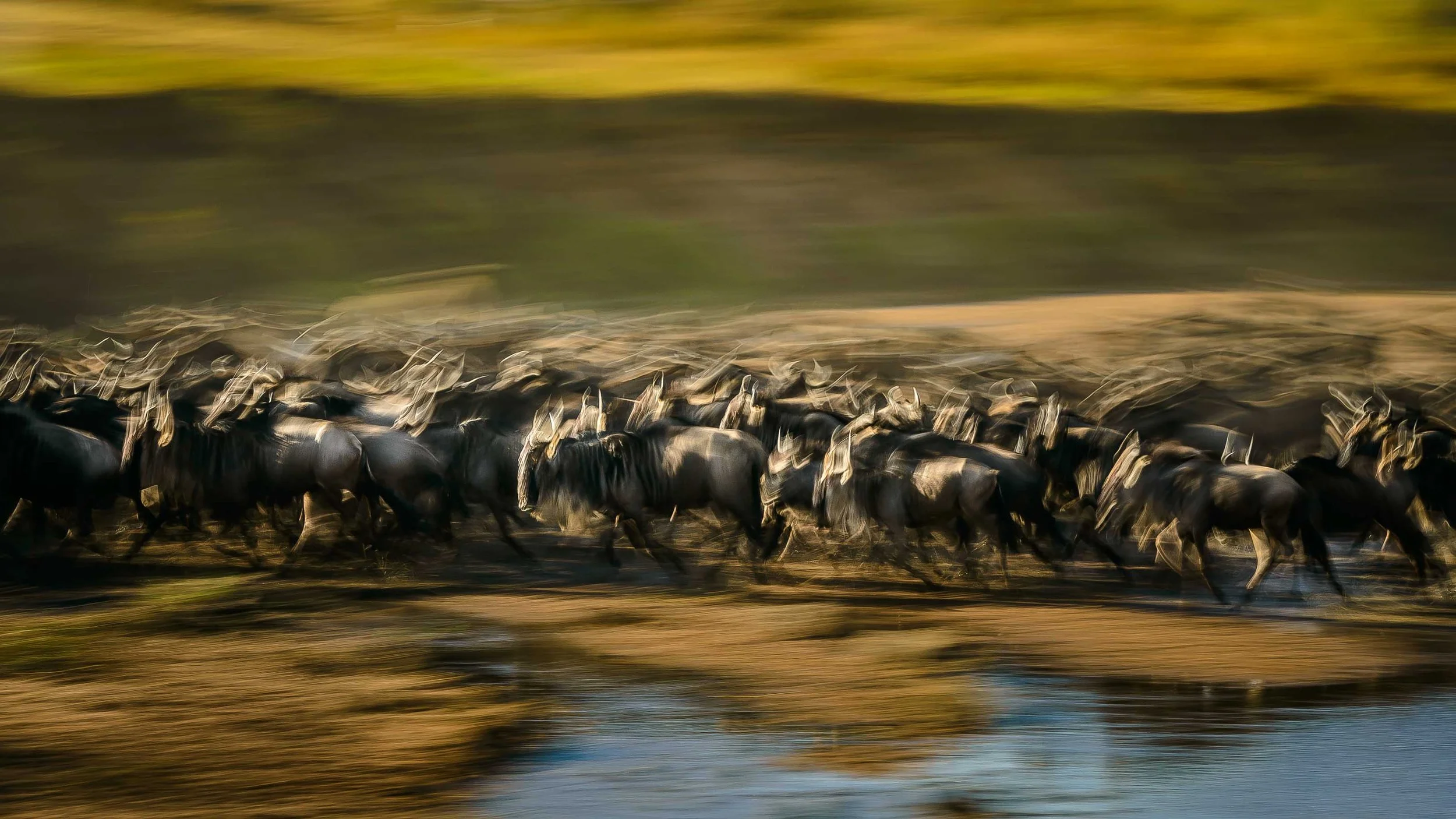 Great Migration Safari - David Lloyd Wildlife Photography