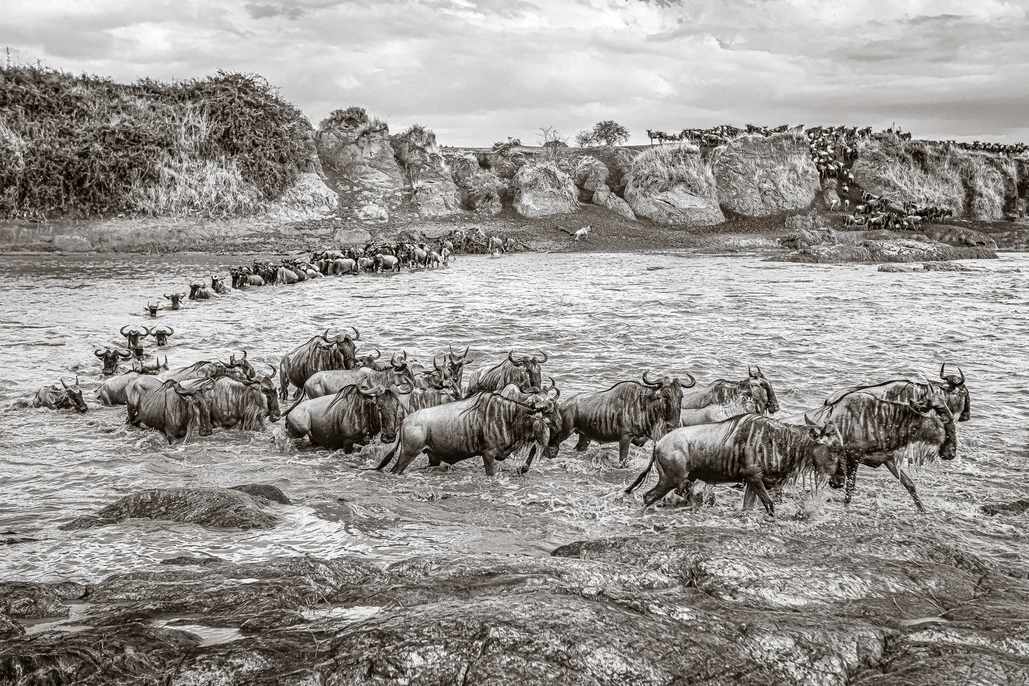 Great Migration Safari - David Lloyd Wildlife Photography