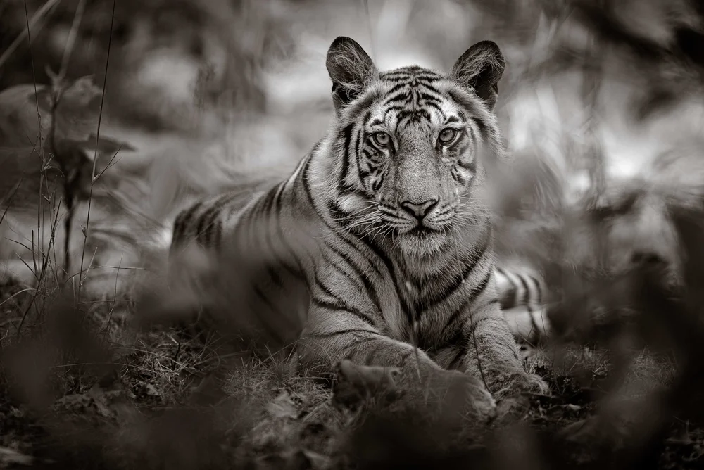 Experience The Majestic Bengal Tigers Of India