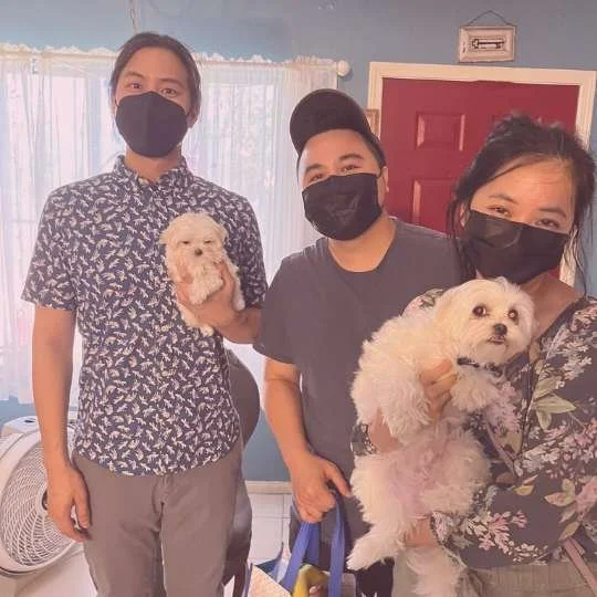 Prime Korean Maltese | Adorable Korean Maltese Puppies for Sale