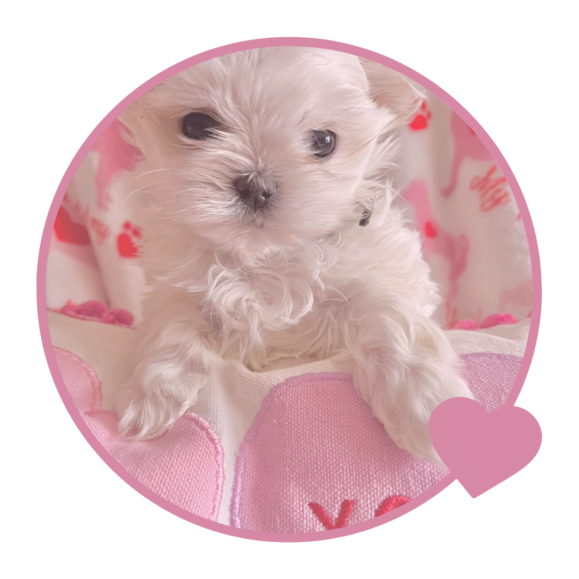 Prime Korean Maltese | Adorable Korean Maltese Puppies for Sale
