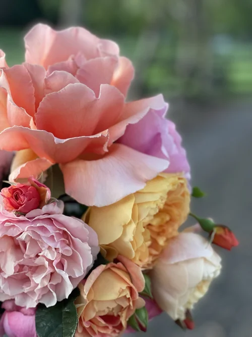 State of Bloom