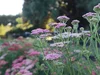 State of Bloom