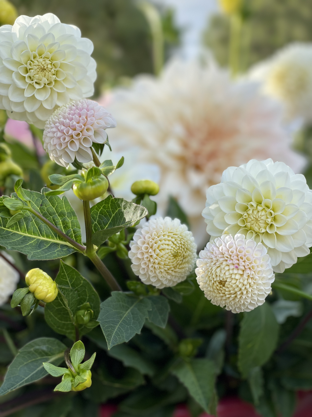 State of Bloom