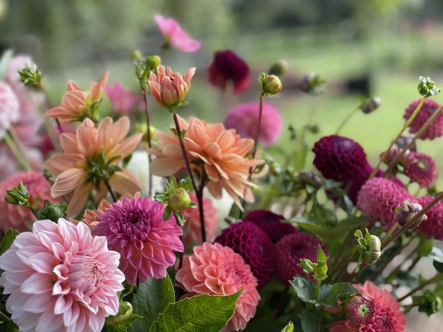 State of Bloom