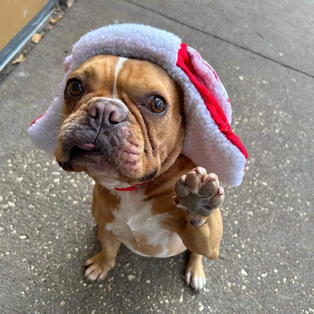 Gallery — Eastman's Escape for Healthy Pets