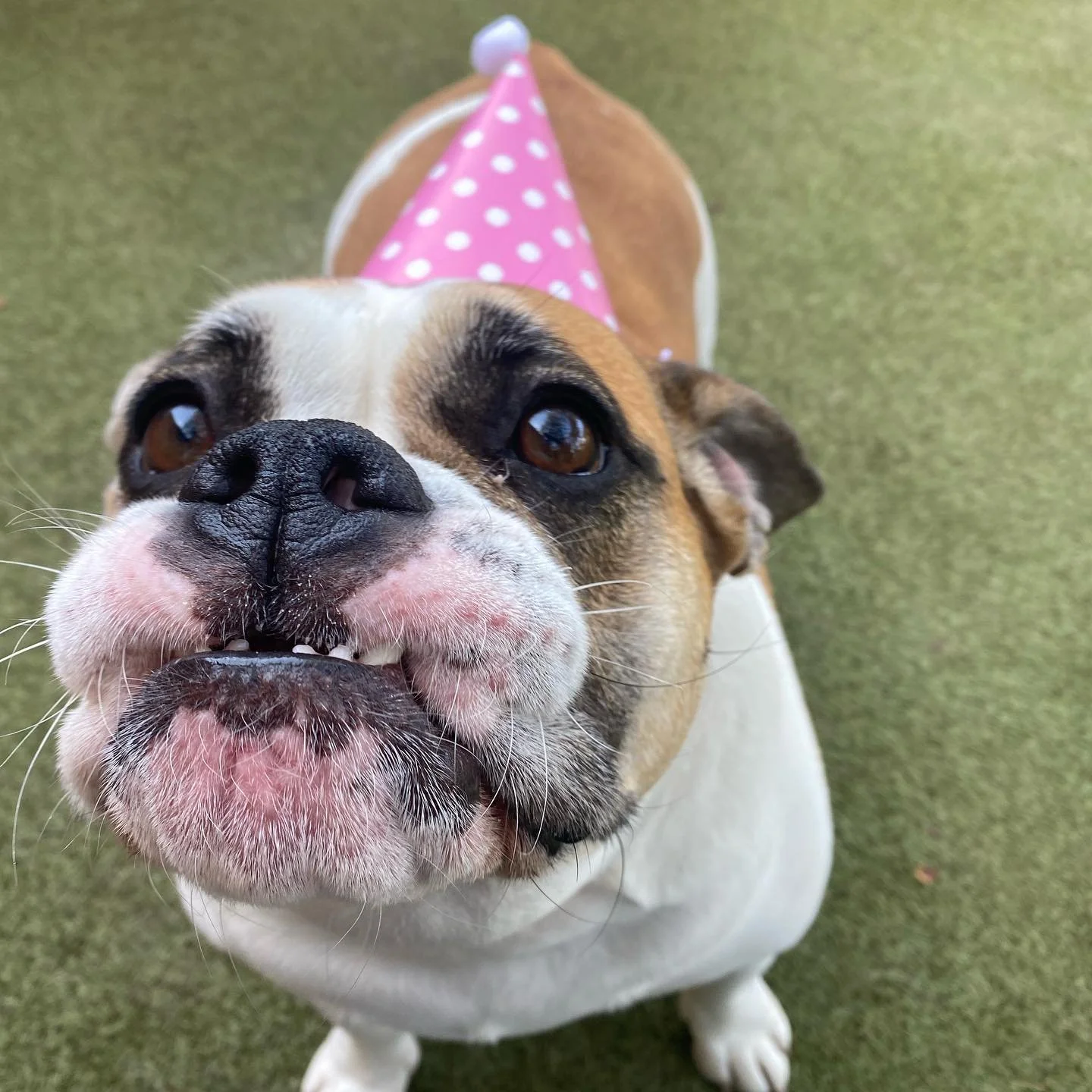 Gallery — Eastman's Escape for Healthy Pets
