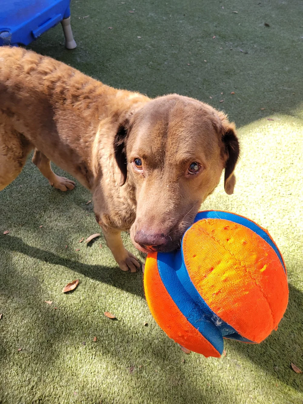 Gallery — Eastman's Escape for Healthy Pets