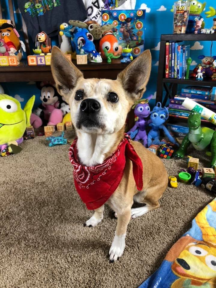 Gallery — Eastman's Escape for Healthy Pets