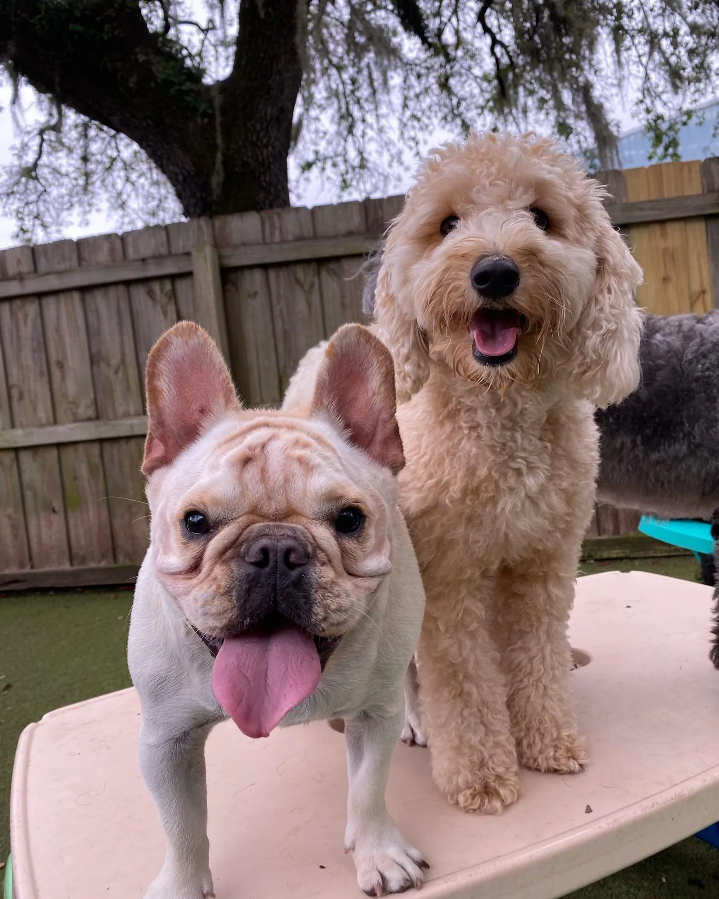 Gallery — Eastman's Escape for Healthy Pets