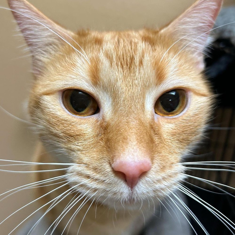 Gallery — Eastman's Escape for Healthy Pets