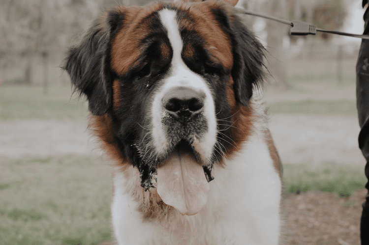 MEGA SAINTS KENNELS LLC