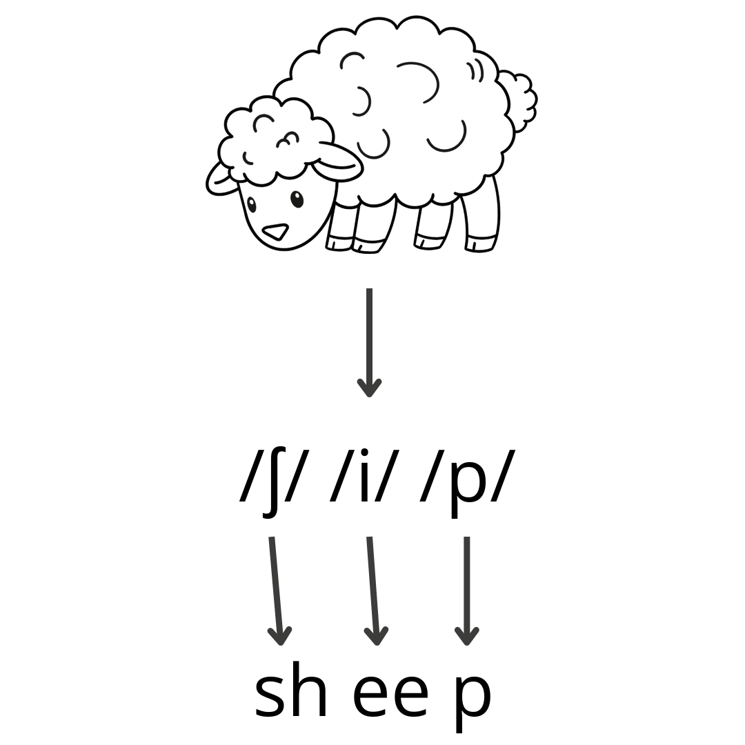 Orthographic Mapping — SLP Literacy Corner
