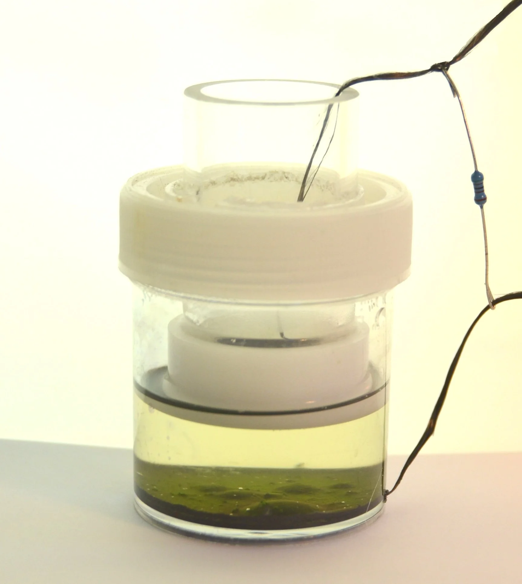 Algavive Limited