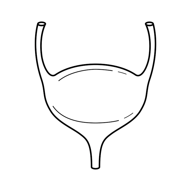 Services — Preston Pelvic Health