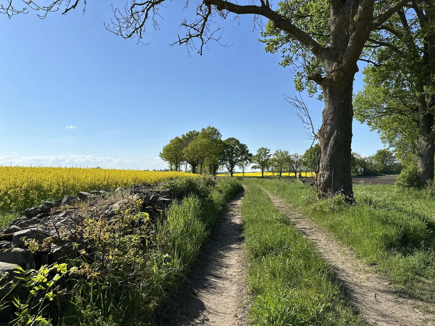 Discovering the Yellow Fields of Southern Sweden — Seen by Veen