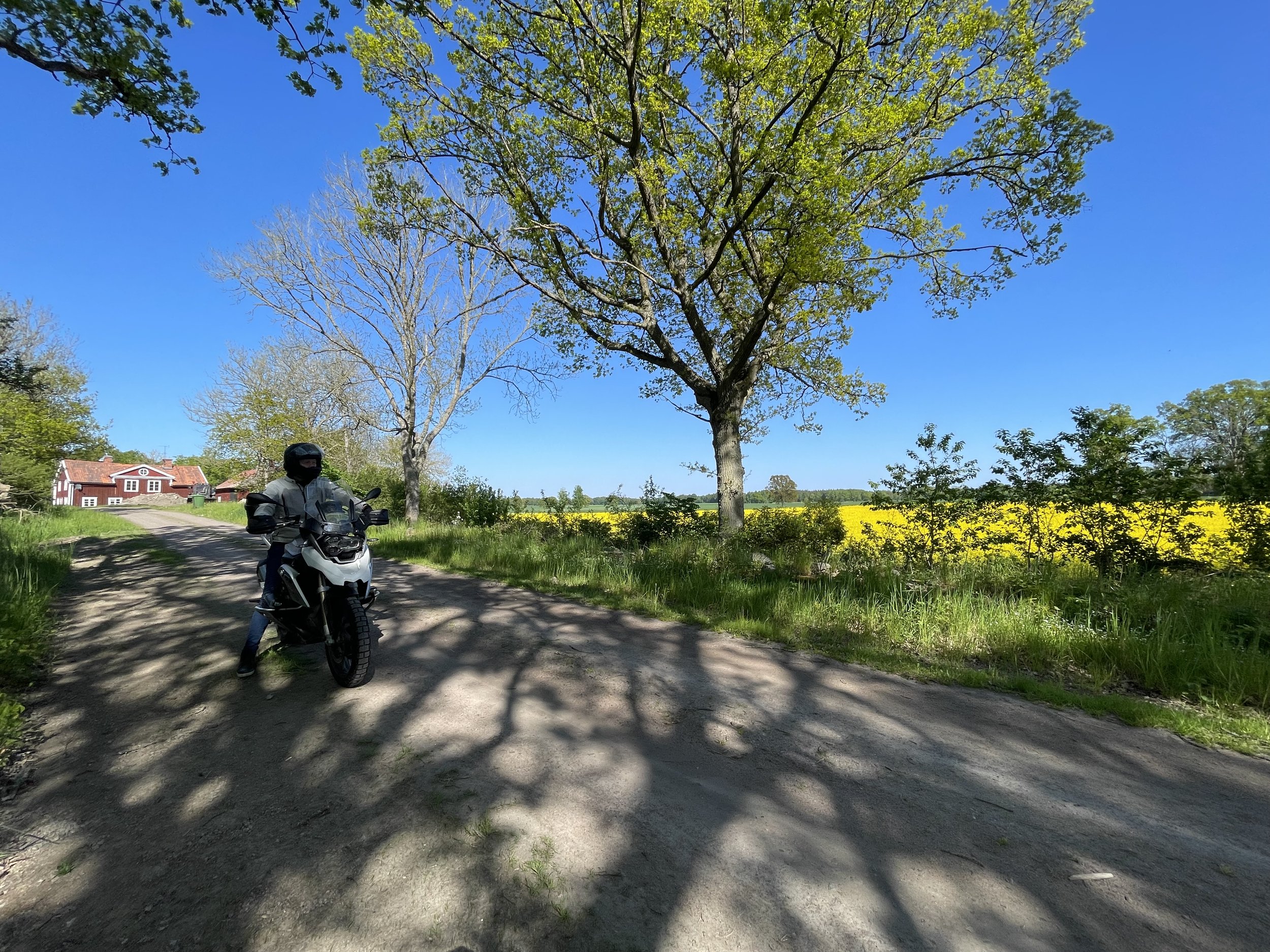 Discovering the Yellow Fields of Southern Sweden — Seen by Veen
