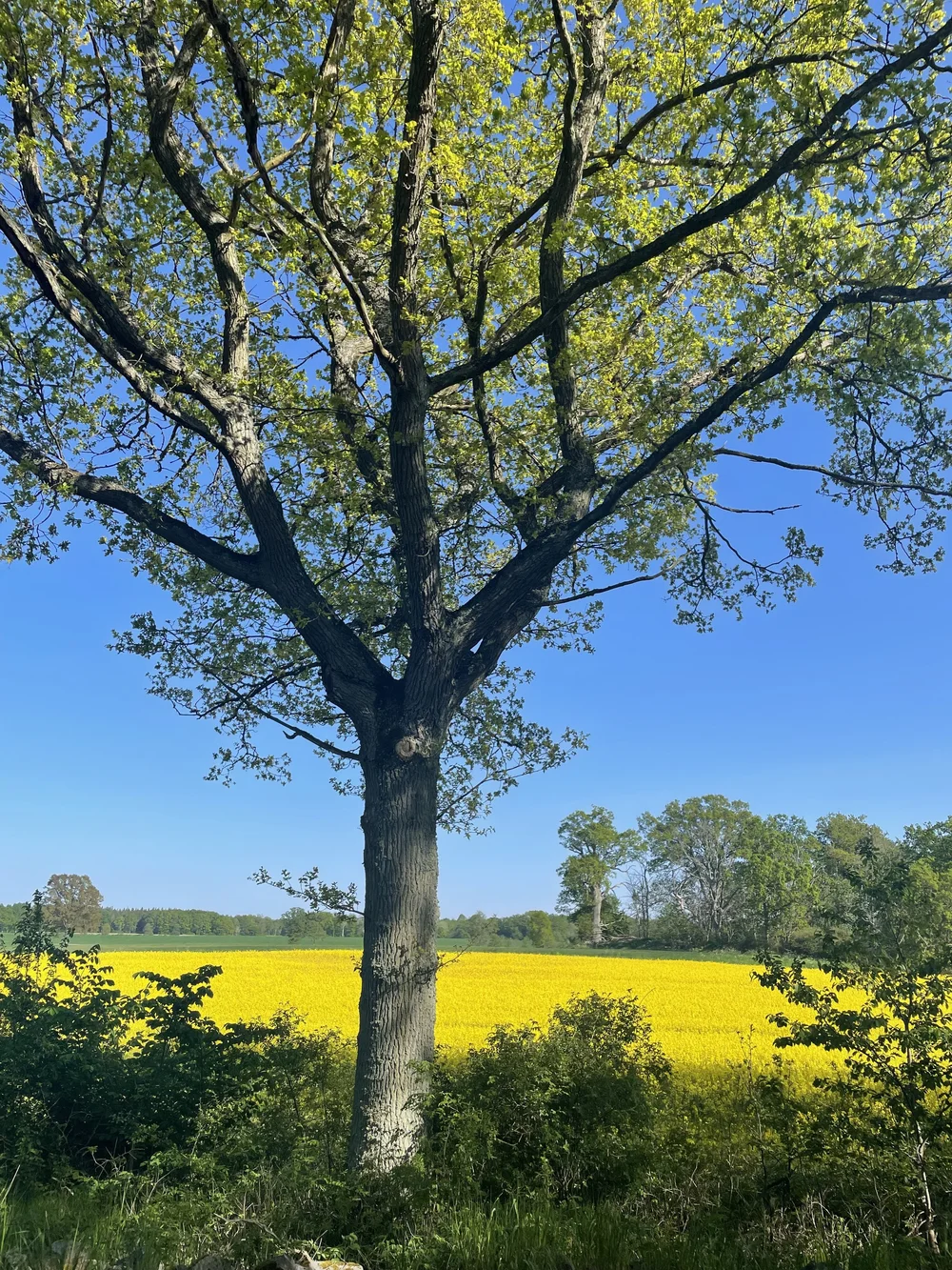 Discovering the Yellow Fields of Southern Sweden — Seen by Veen