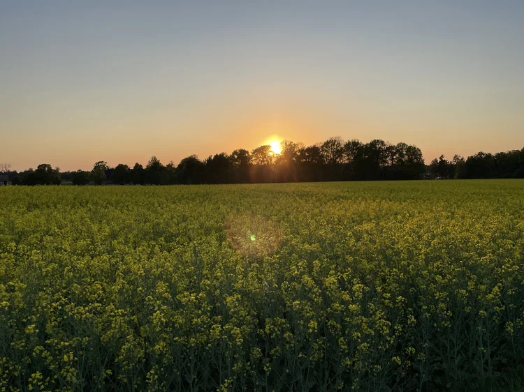 Discovering the Yellow Fields of Southern Sweden — Seen by Veen
