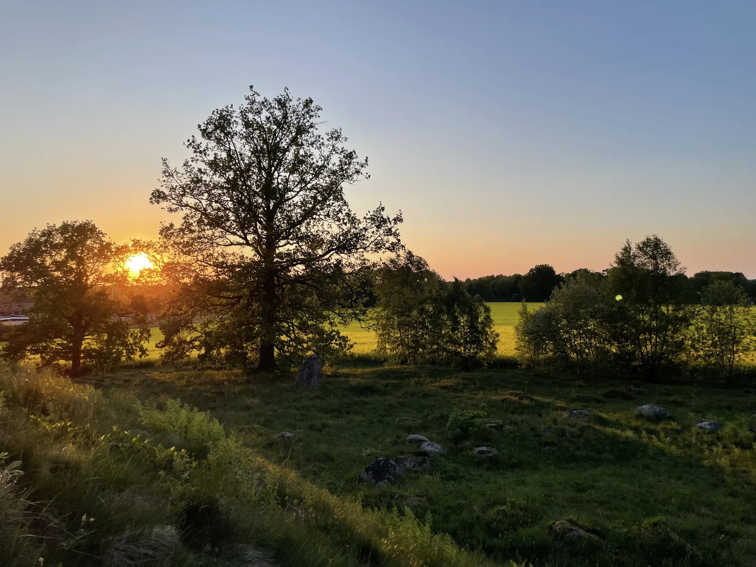Discovering the Yellow Fields of Southern Sweden — Seen by Veen