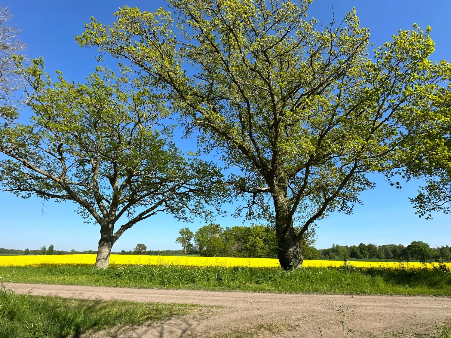 Discovering the Yellow Fields of Southern Sweden — Seen by Veen